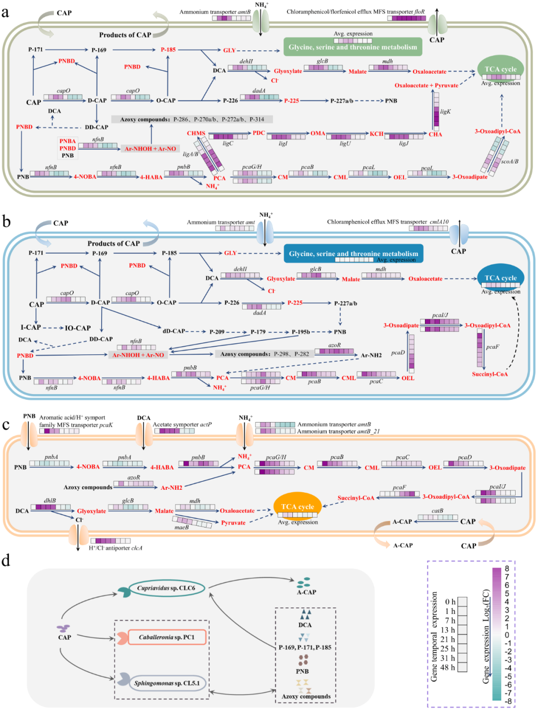 李炳课题组在抗生素类新污染物生物降解领域取得新进展