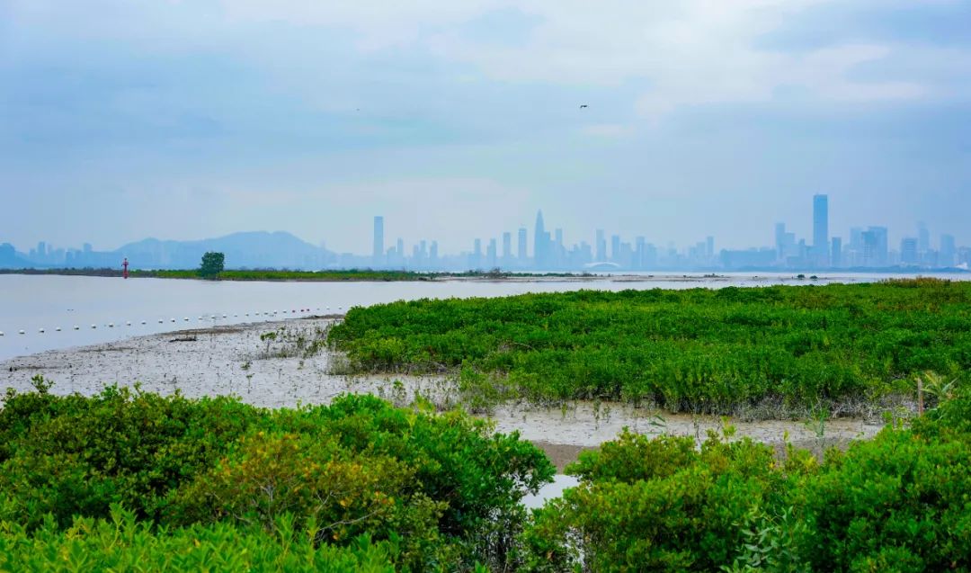 Professor Matteo Convertino: 'Building nature as a new infrastructure'