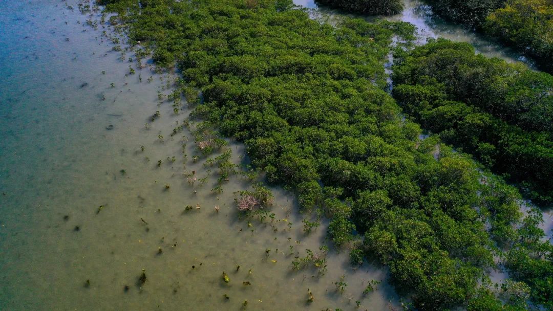 Professor Matteo Convertino: 'Building nature as a new infrastructure'