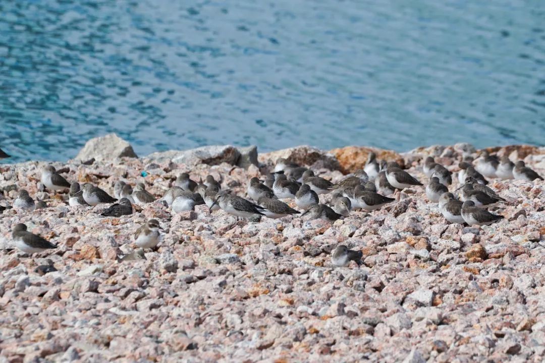 环境与生态研究院Matteo Convertino：生态修复应成为新基建