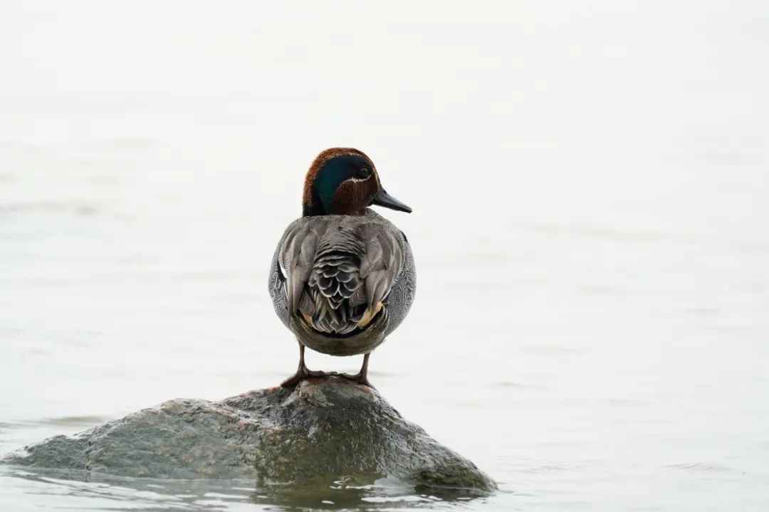 环境与生态研究院Matteo Convertino：生态修复应成为新基建