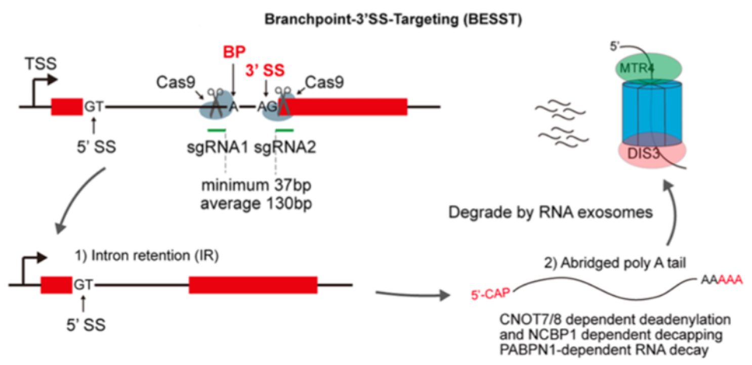 张雅鸥团队合作在敲除长链非编码RNA方法上取得新进展